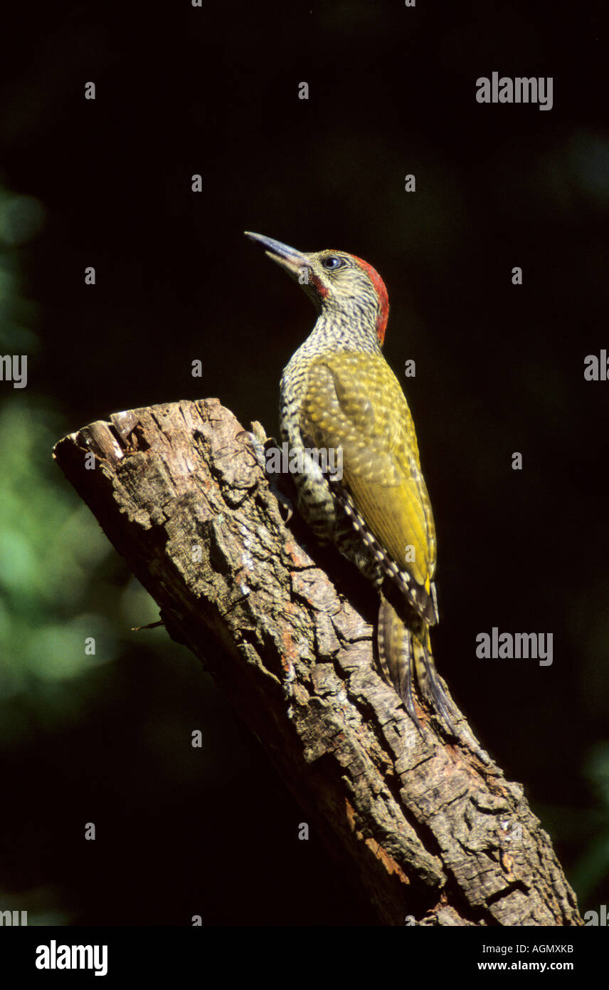 Young woodpecker on a tree hi-res stock photography and images - Alamy