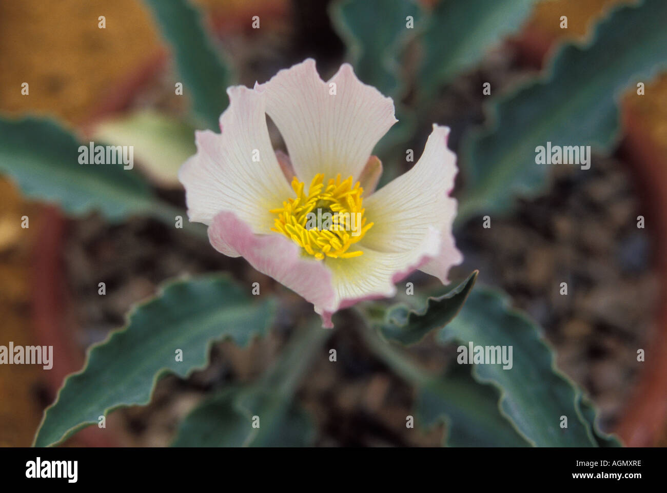 Ranunculus calandrinioides hi-res stock photography and images - Alamy
