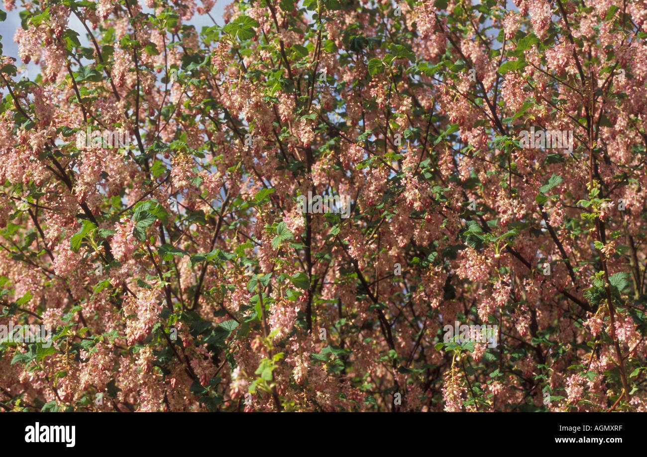 Albascenes hi-res stock photography and images - Alamy