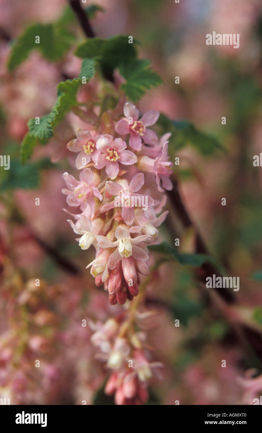 Albascenes hi-res stock photography and images - Alamy