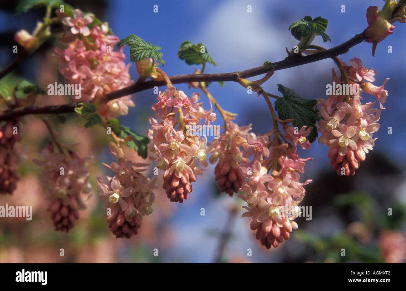 Ribes Sanguineum ALBASCENES Stock Photo - Alamy