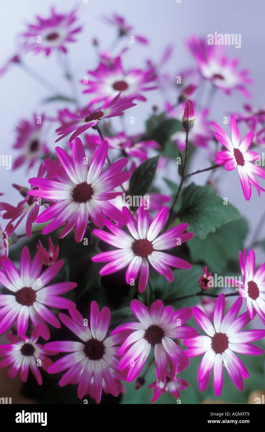 SENETTI Pericallis Hybrids Stock Photo - Alamy