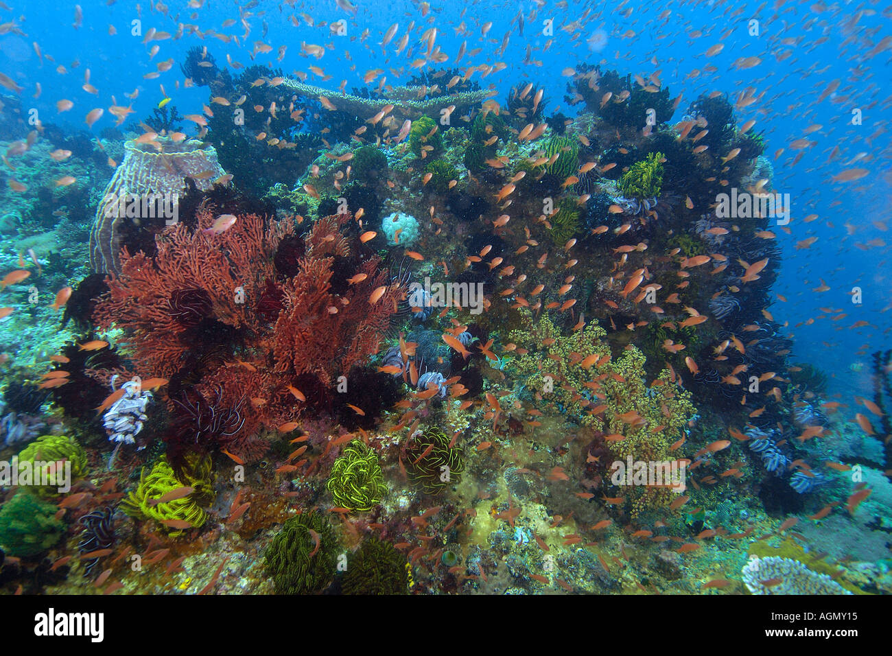 Highly diverse coral head including hard and soft corals feather stars ...