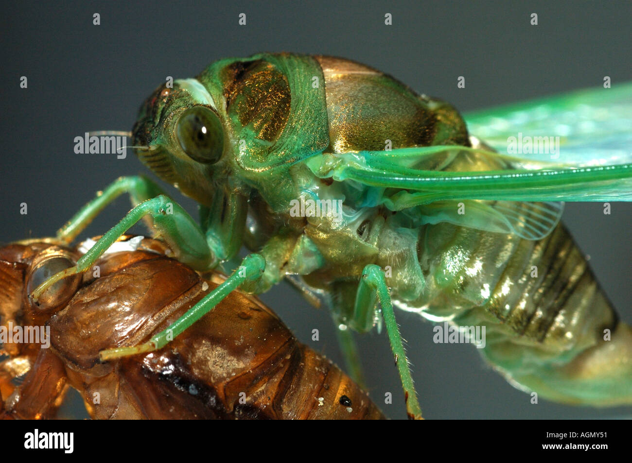 Cicada sheds its nymph shell Stock Photo - Alamy
