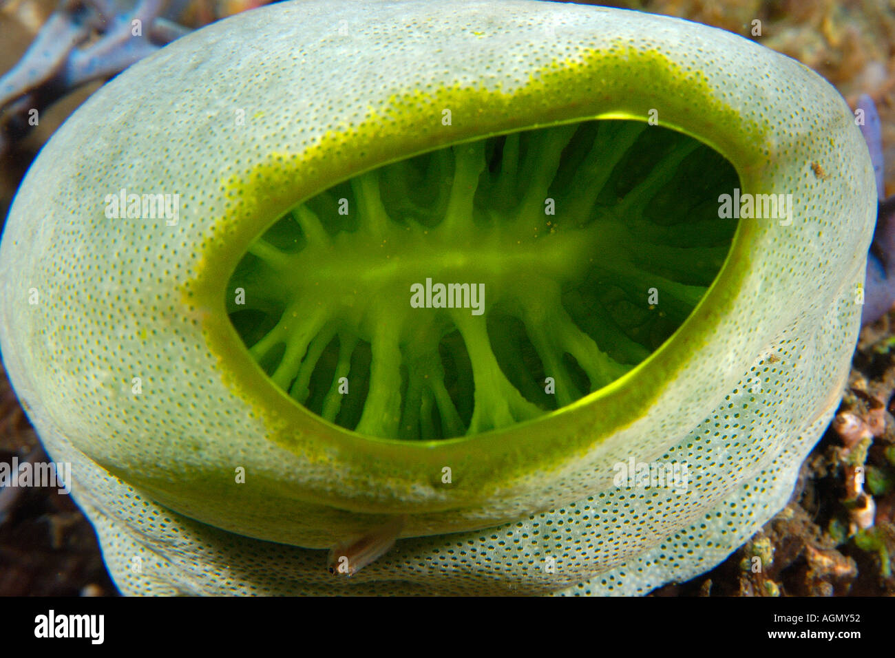 Ascidian Didemnum molle Dumaguete Negros Island Philippines Stock Photo ...