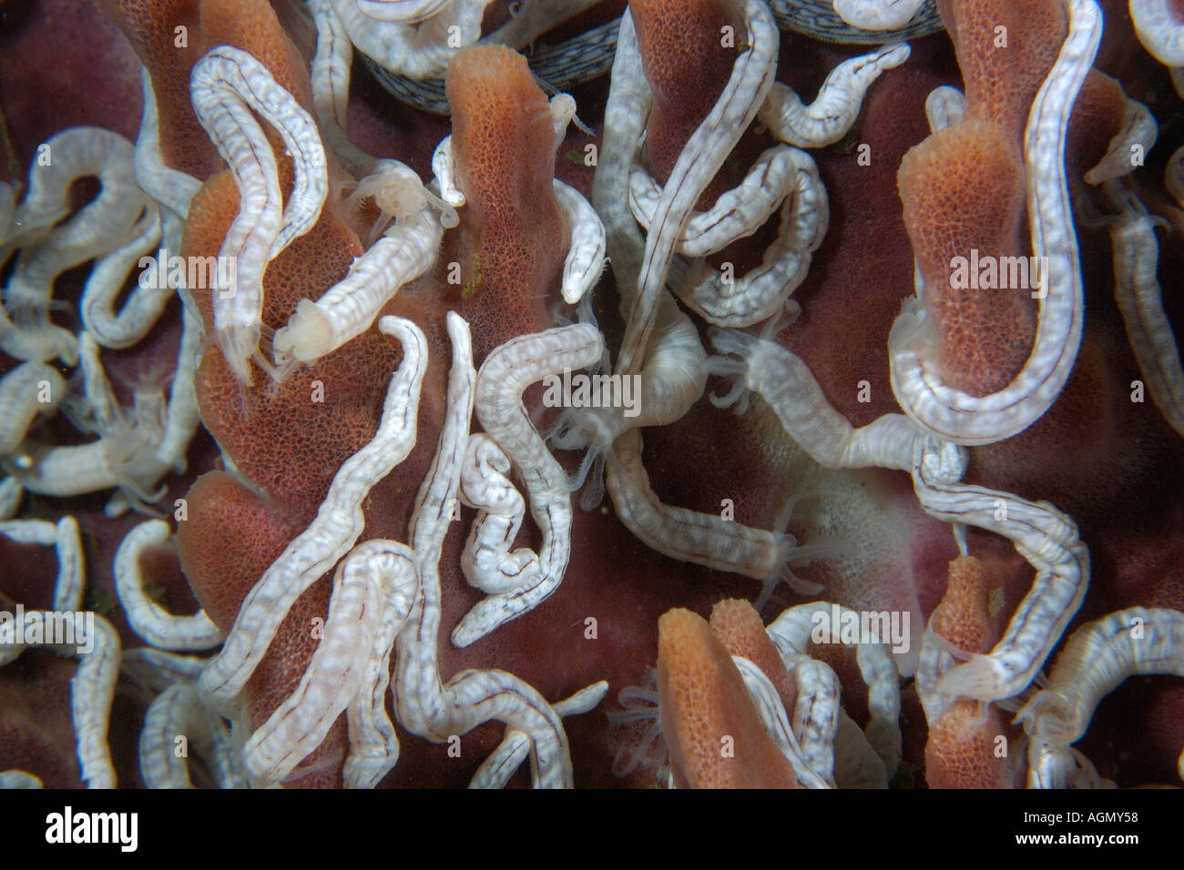 Sea cucumbers Synaptula sp on giant barrel sponge Xestospongia ...