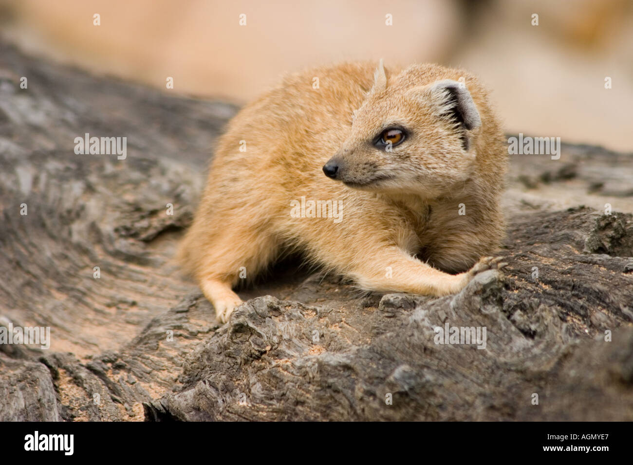 Nosal hi-res stock photography and images - Alamy