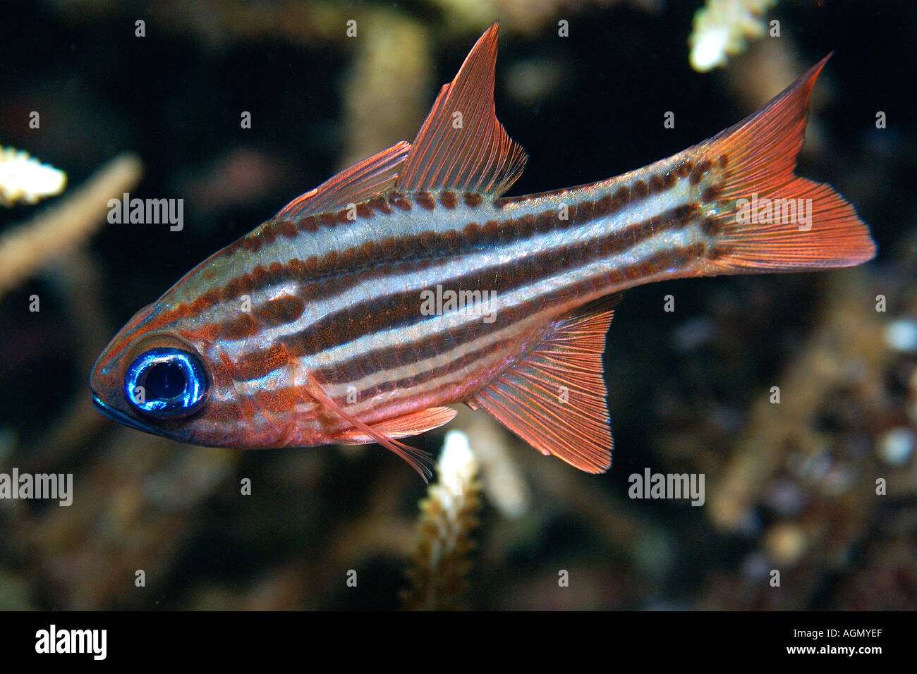 Red striped cardinalfish hi-res stock photography and images - Alamy