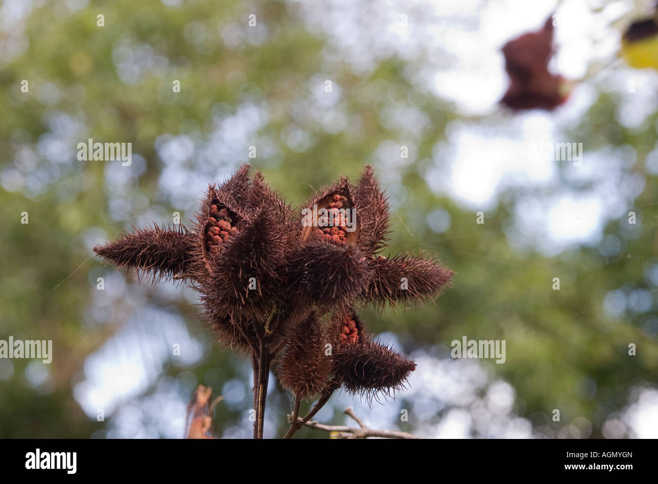 Annatto seed hi-res stock photography and images - Alamy