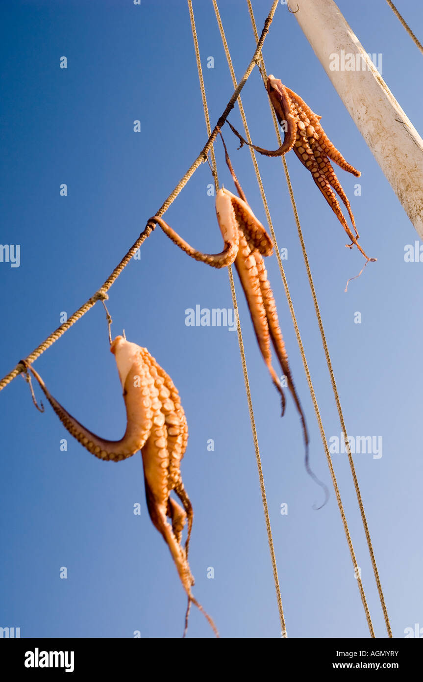 Three octopuses drying in the sun by hanging from the rigging of a ...