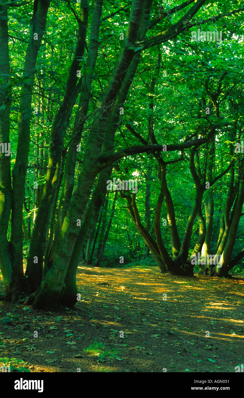 Sunlight streaming through an old broad leaf coppice woodland ...