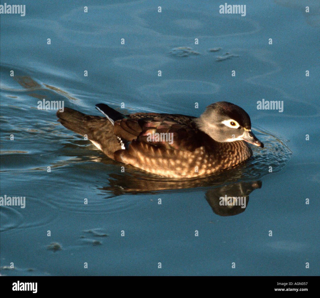 Female Wood Duck Aix sponsa Stock Photo - Alamy