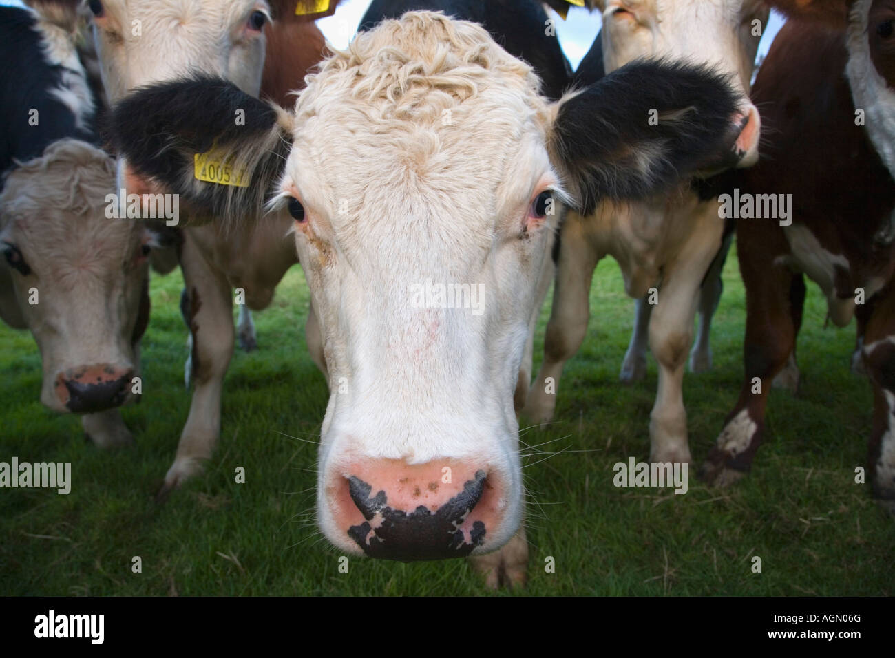 Cow face hi-res stock photography and images - Alamy