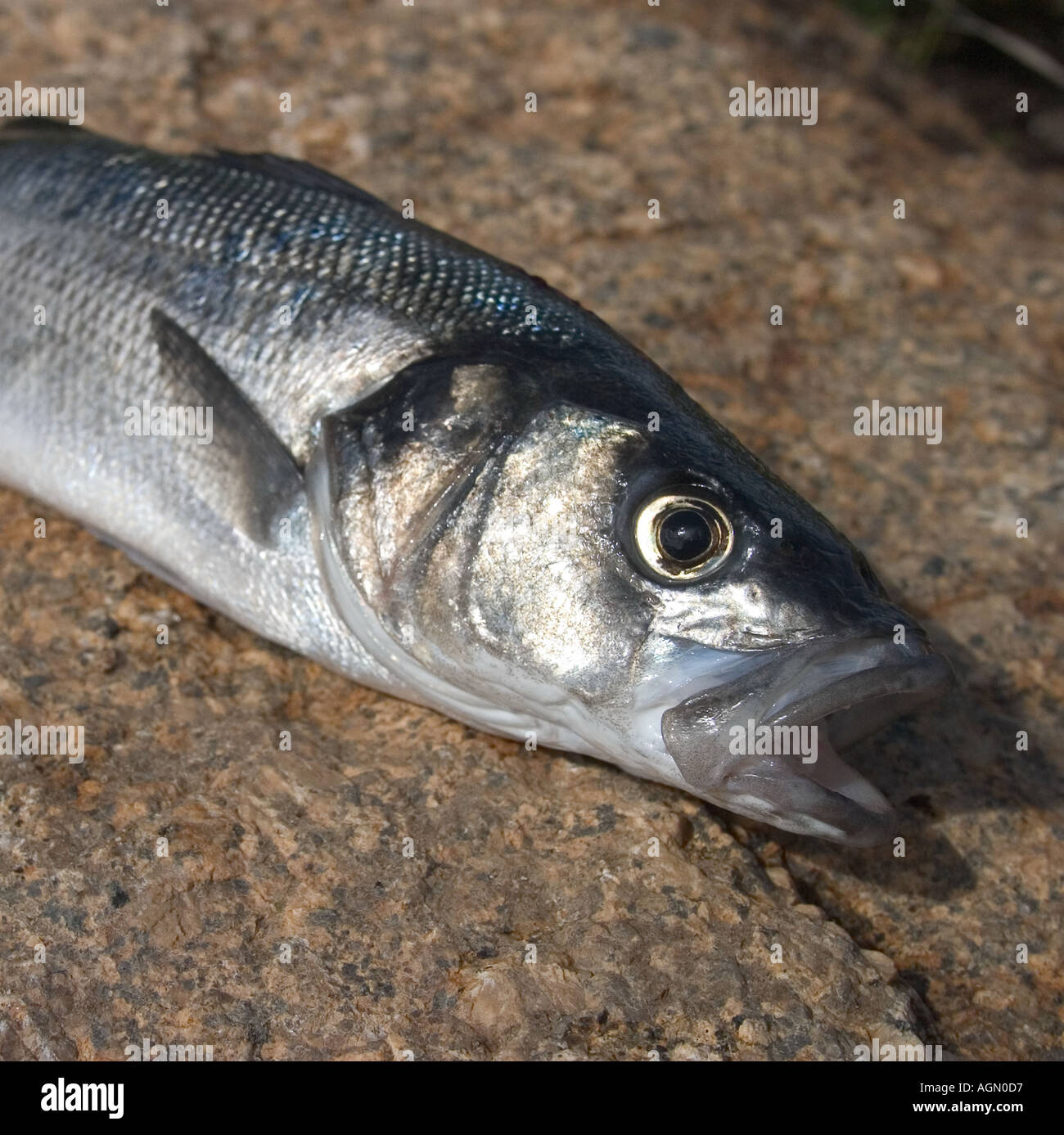 Line caught fresh sea bass hi-res stock photography and images - Alamy