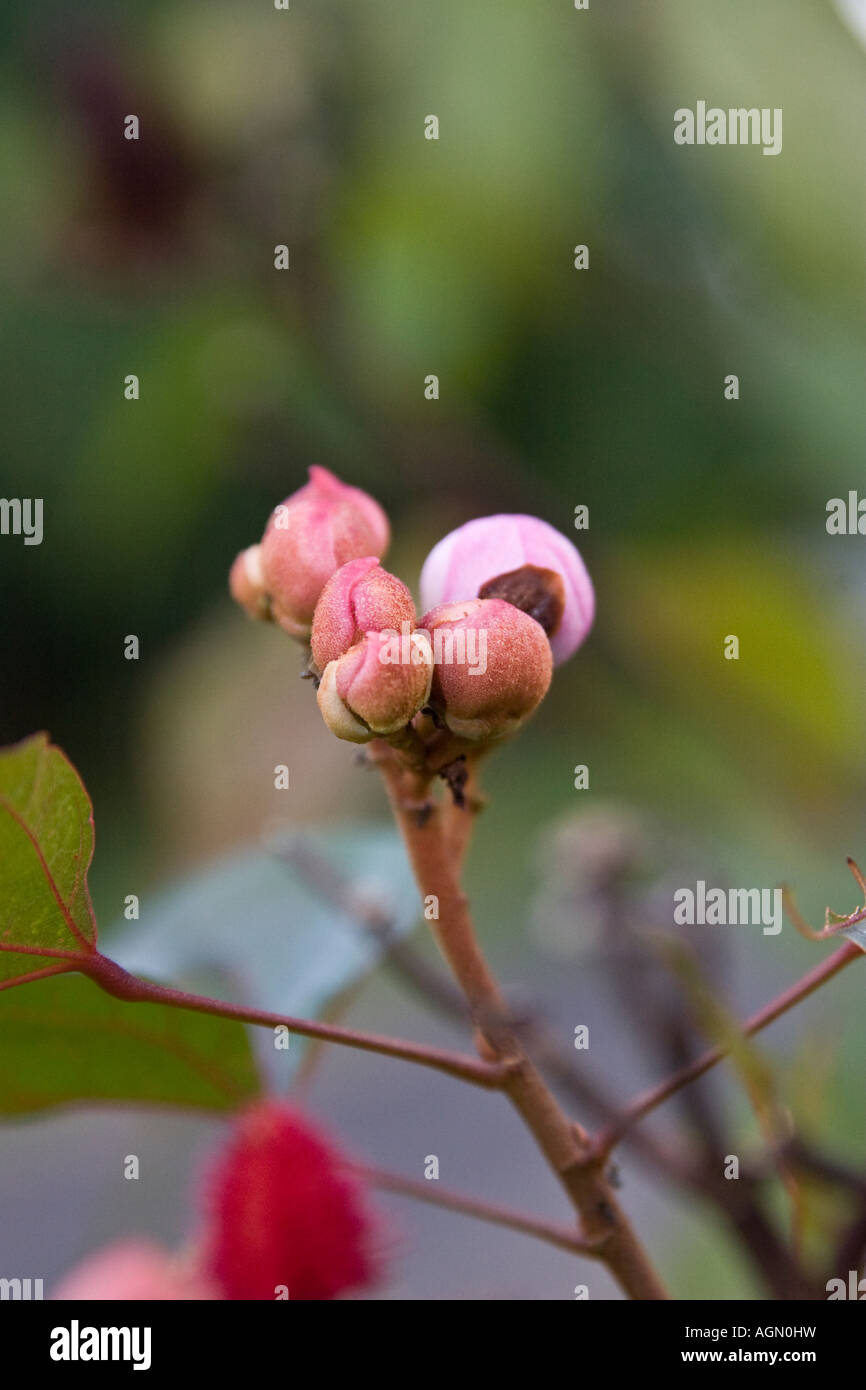 Seedpod hi-res stock photography and images - Alamy