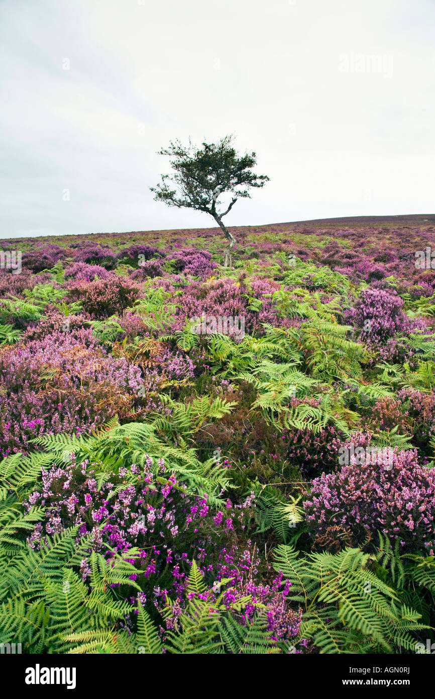 Lone Tree on Dunkery Hill Exmoor National Park Somerset England Stock ...