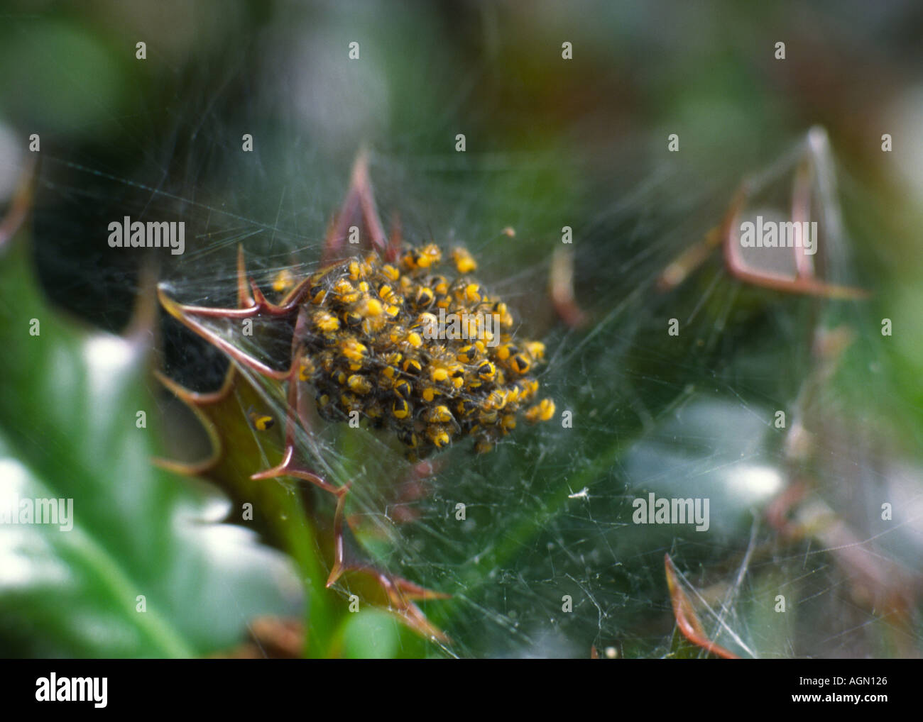 3 spiders hi-res stock photography and images - Alamy