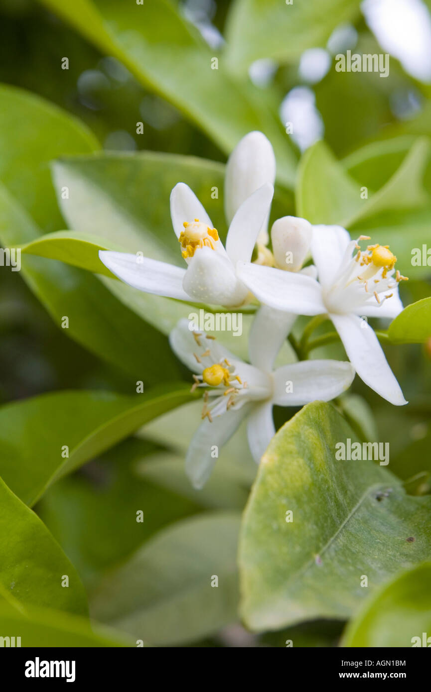 Israel Lower Galilee Orange tree blossoms flowering Orange tree April ...
