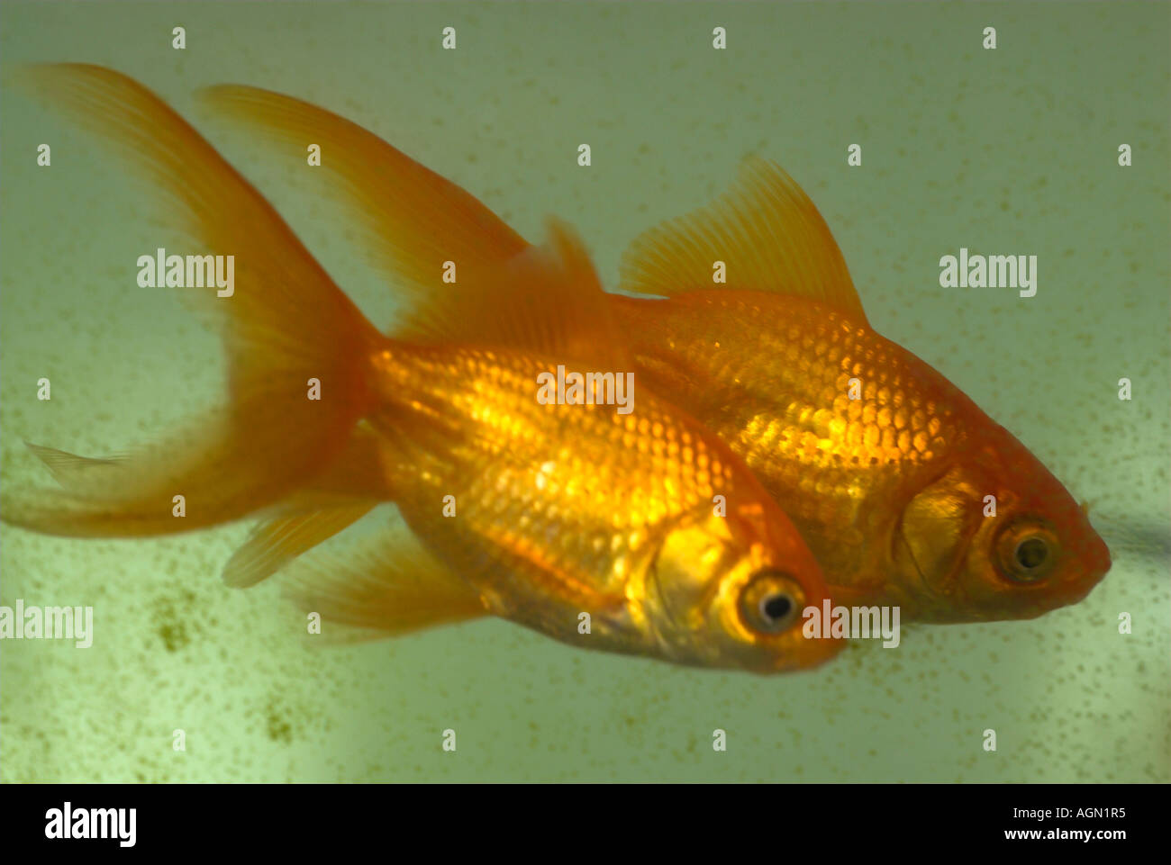 Goldfish in a bowl Stock Photo - Alamy