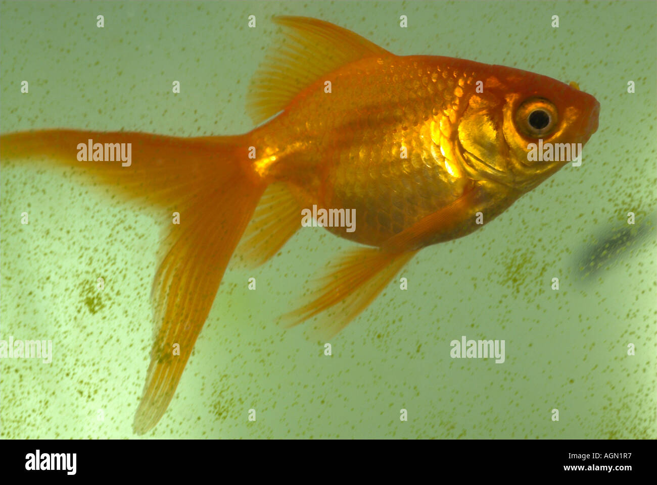 Goldfish in a bowl Stock Photo - Alamy