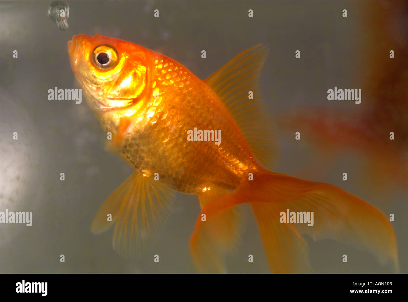 Goldfish in a bowl Stock Photo - Alamy