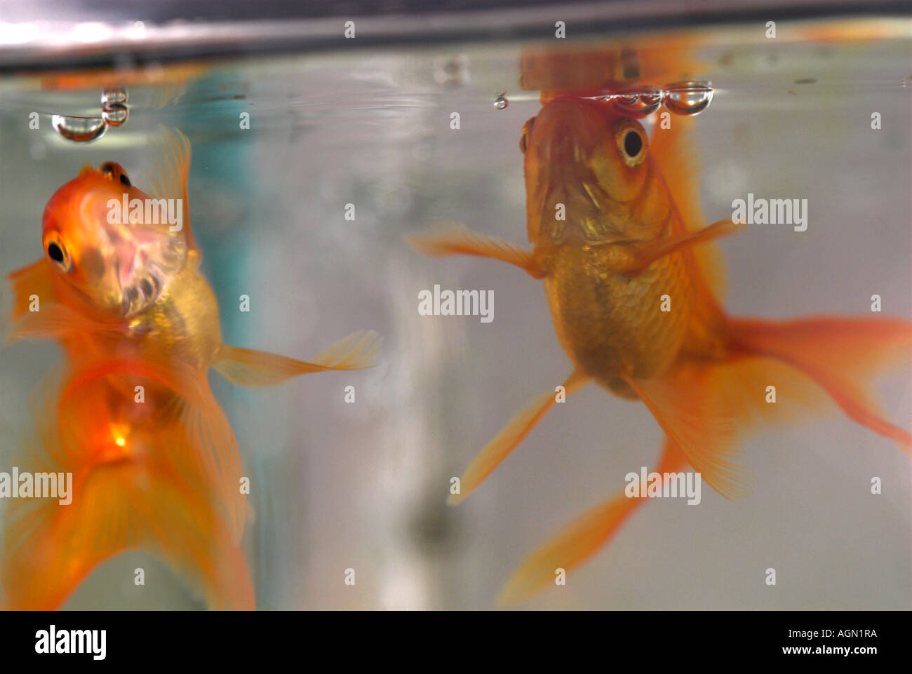 Goldfish in a bowl Stock Photo - Alamy