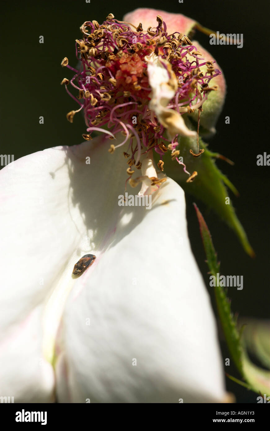 Rose stages hi-res stock photography and images - Alamy