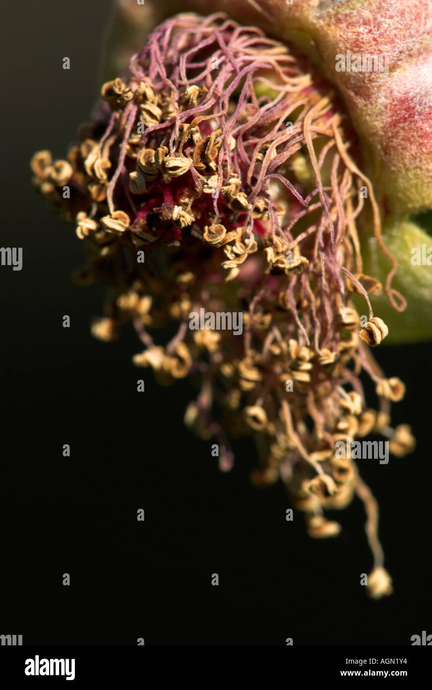 Disheveled flowers hi-res stock photography and images - Alamy