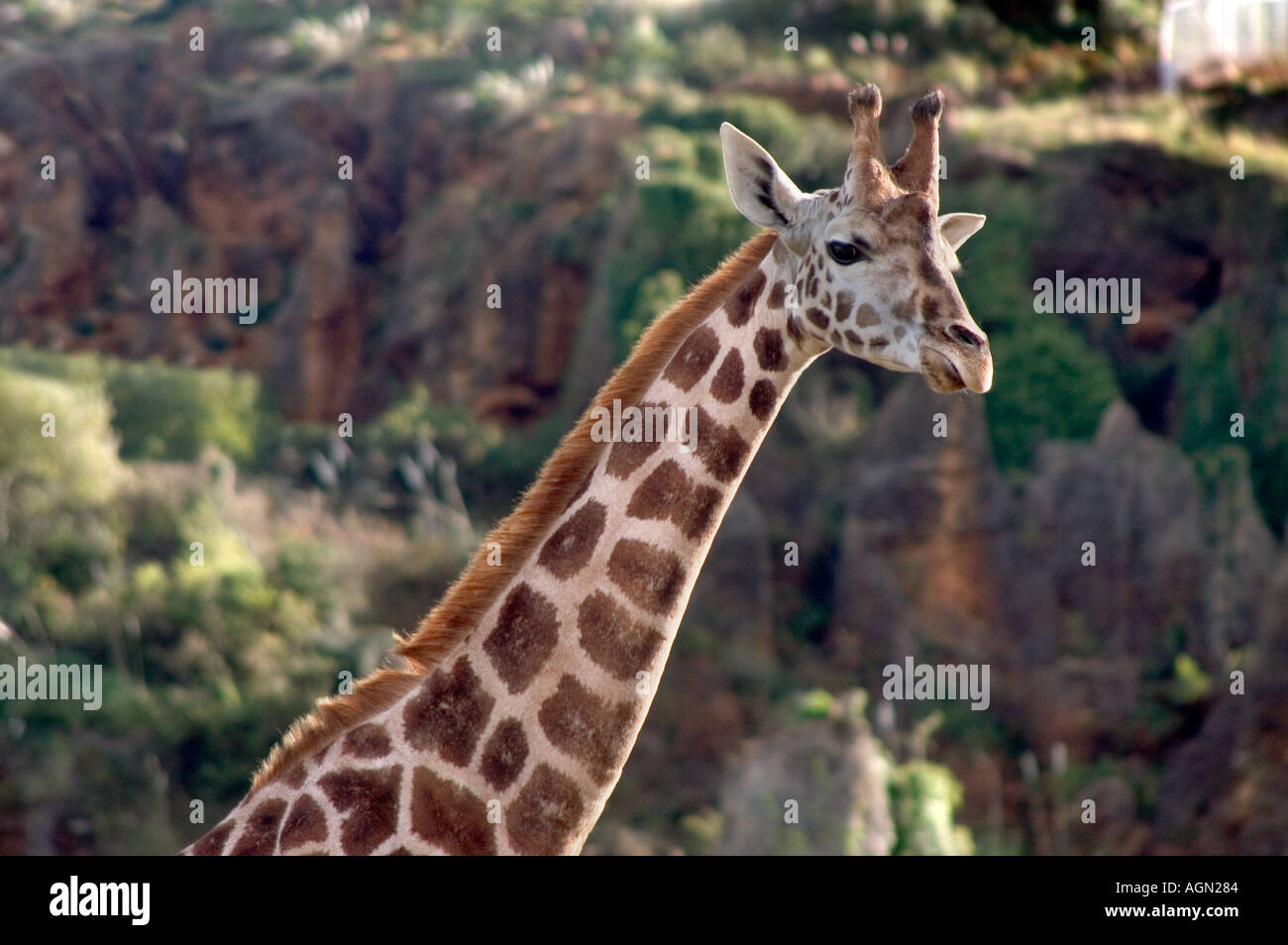 Cabarceno giraffe hi-res stock photography and images - Alamy