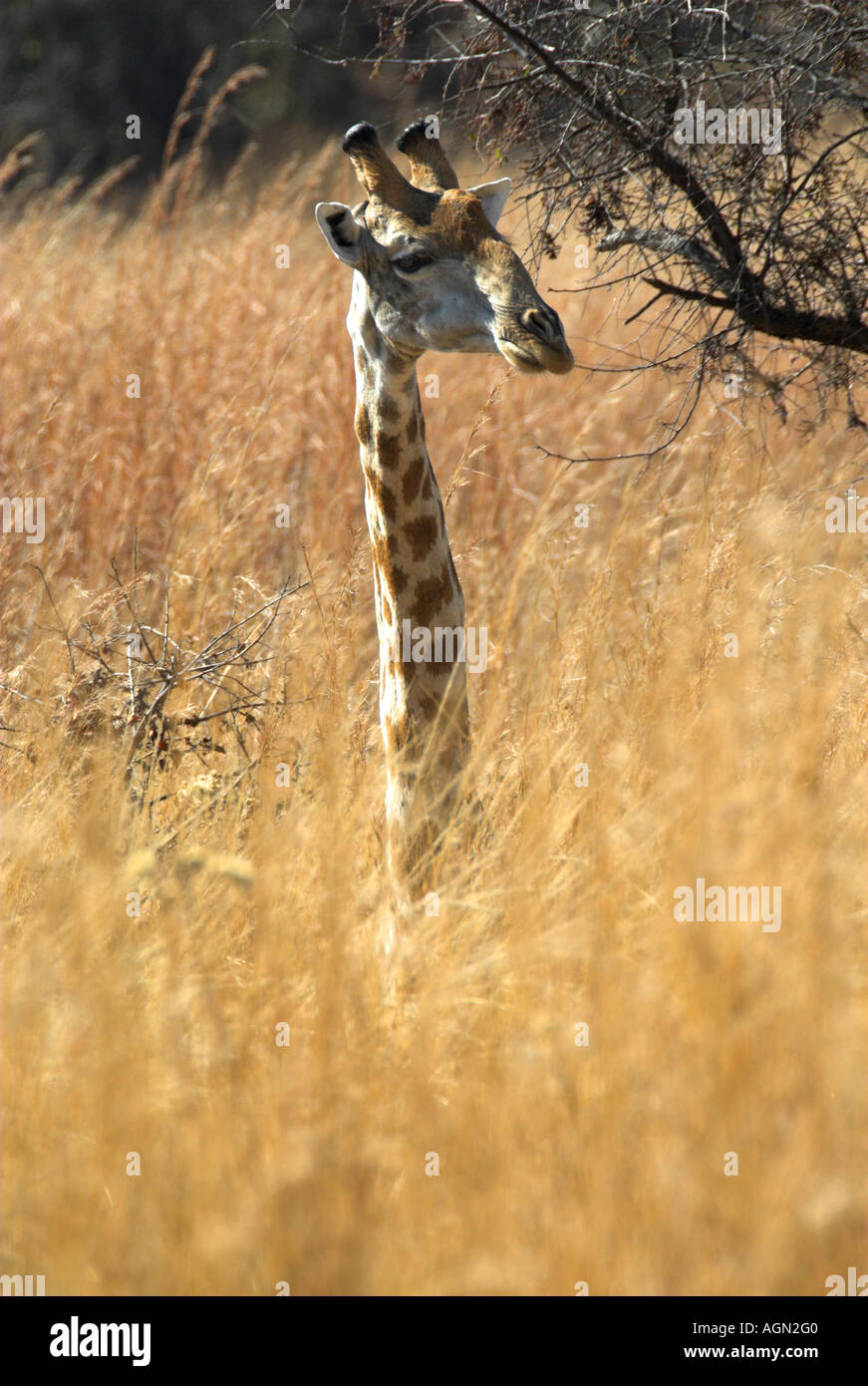 Giraffe sighting hi-res stock photography and images - Alamy