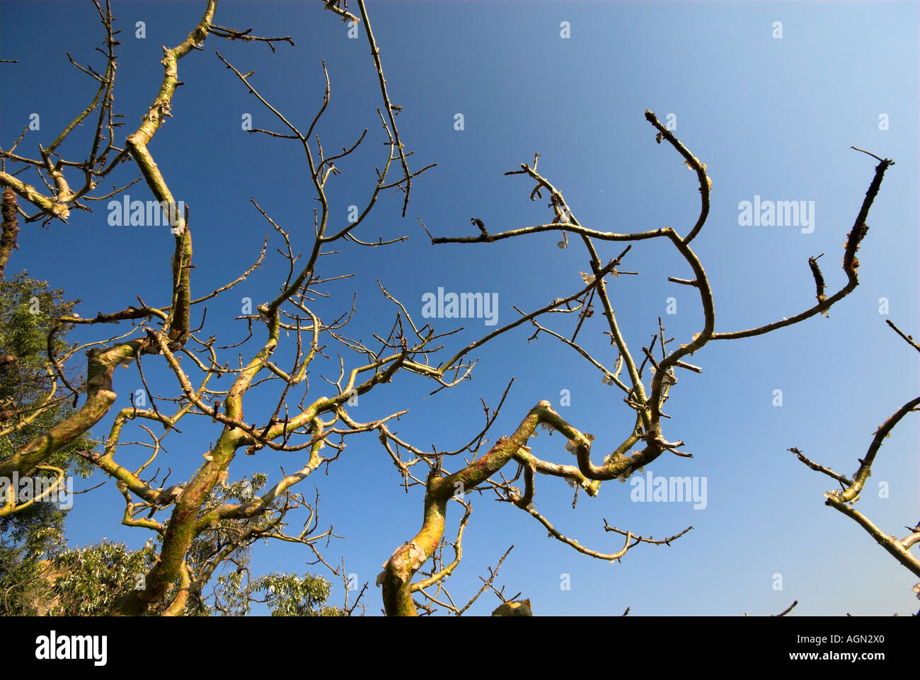 Indigenous tree zimbabwe hi-res stock photography and images - Alamy
