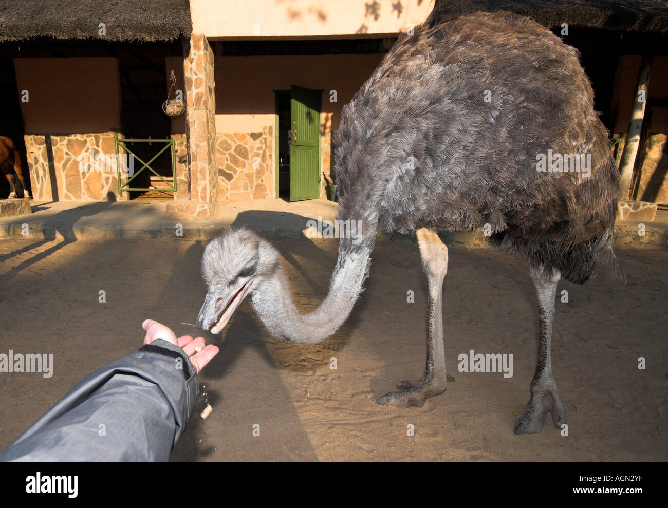 Ostrich camouflage hi-res stock photography and images - Alamy