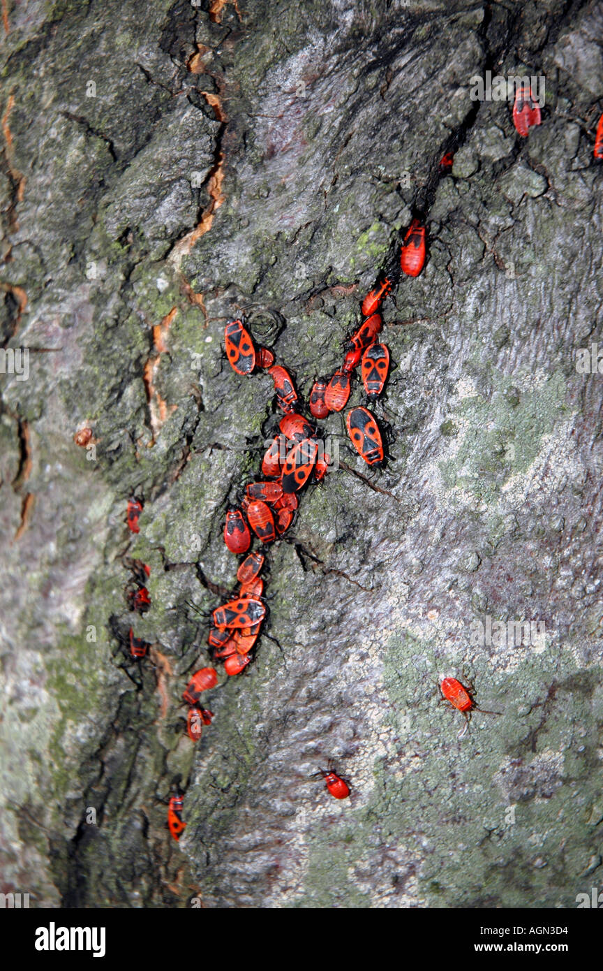 Fire bug hi-res stock photography and images - Alamy