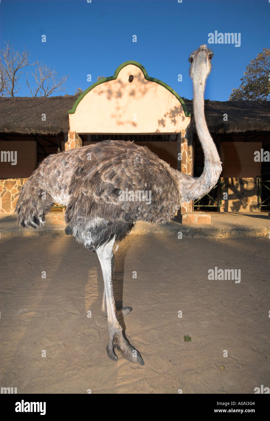 Ostrich and man hi-res stock photography and images - Alamy