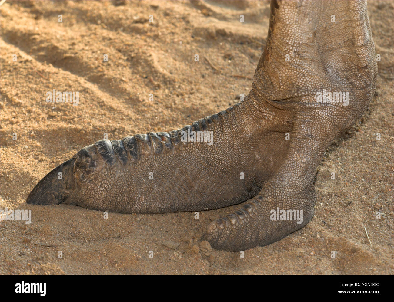 Ostrich toes hi-res stock photography and images - Alamy