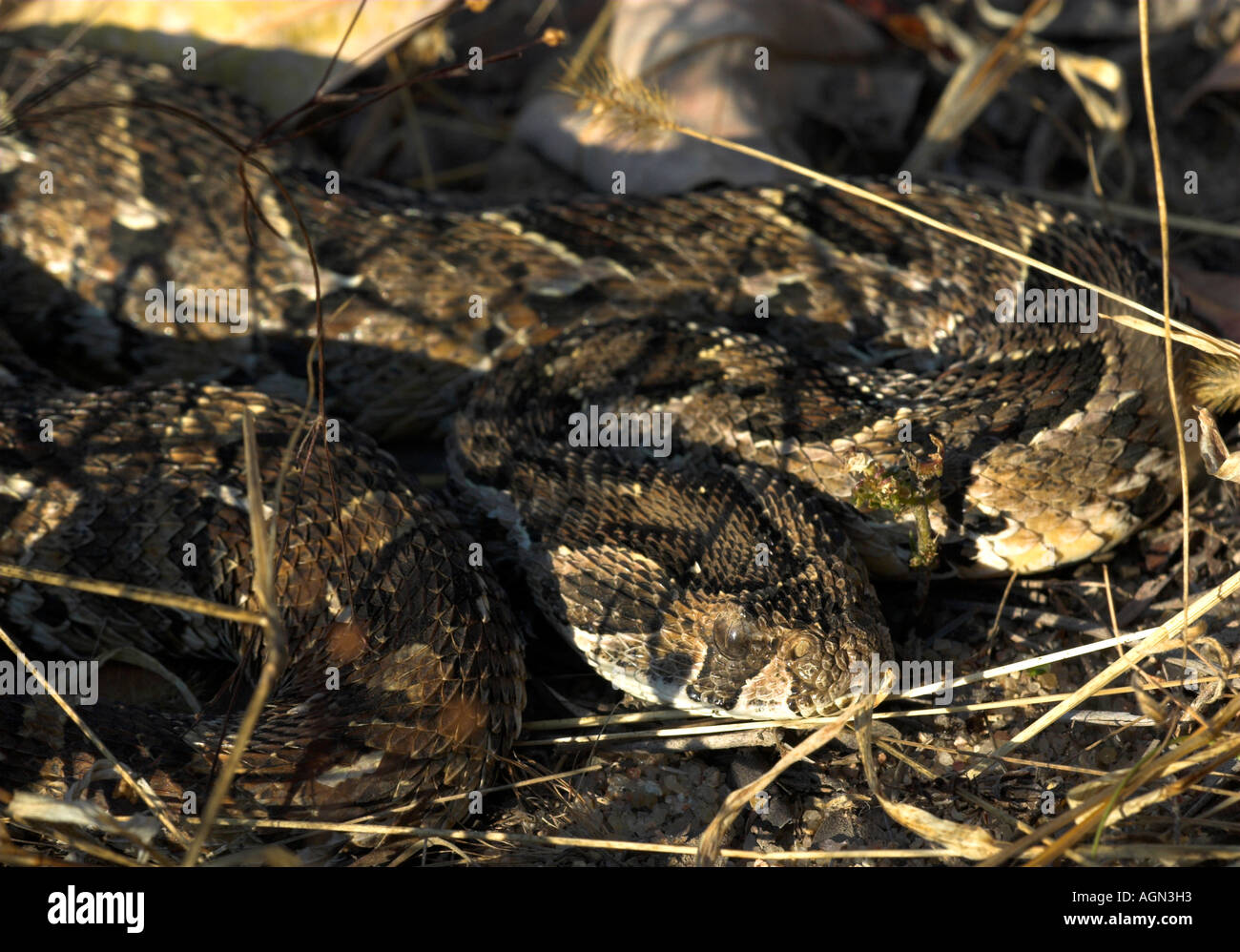 Adder family hi-res stock photography and images - Alamy