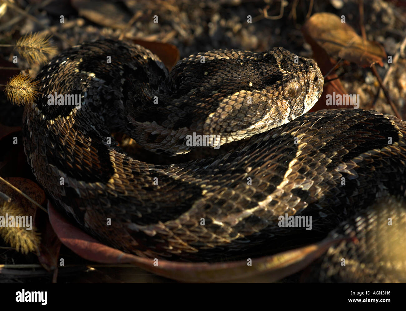 Adder family hi-res stock photography and images - Alamy