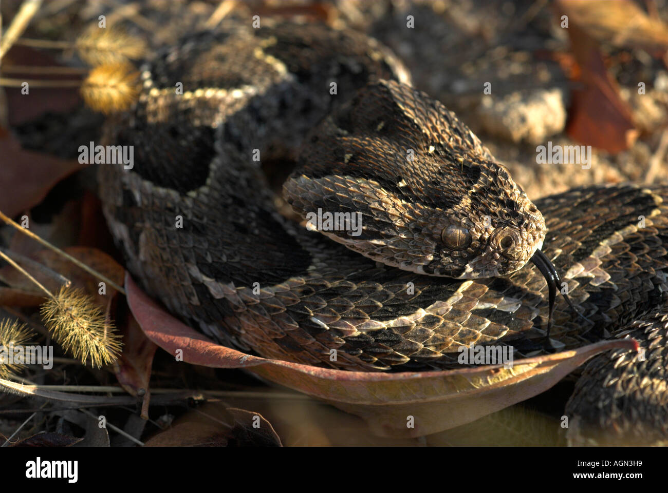 Snake fangs front hi-res stock photography and images - Alamy