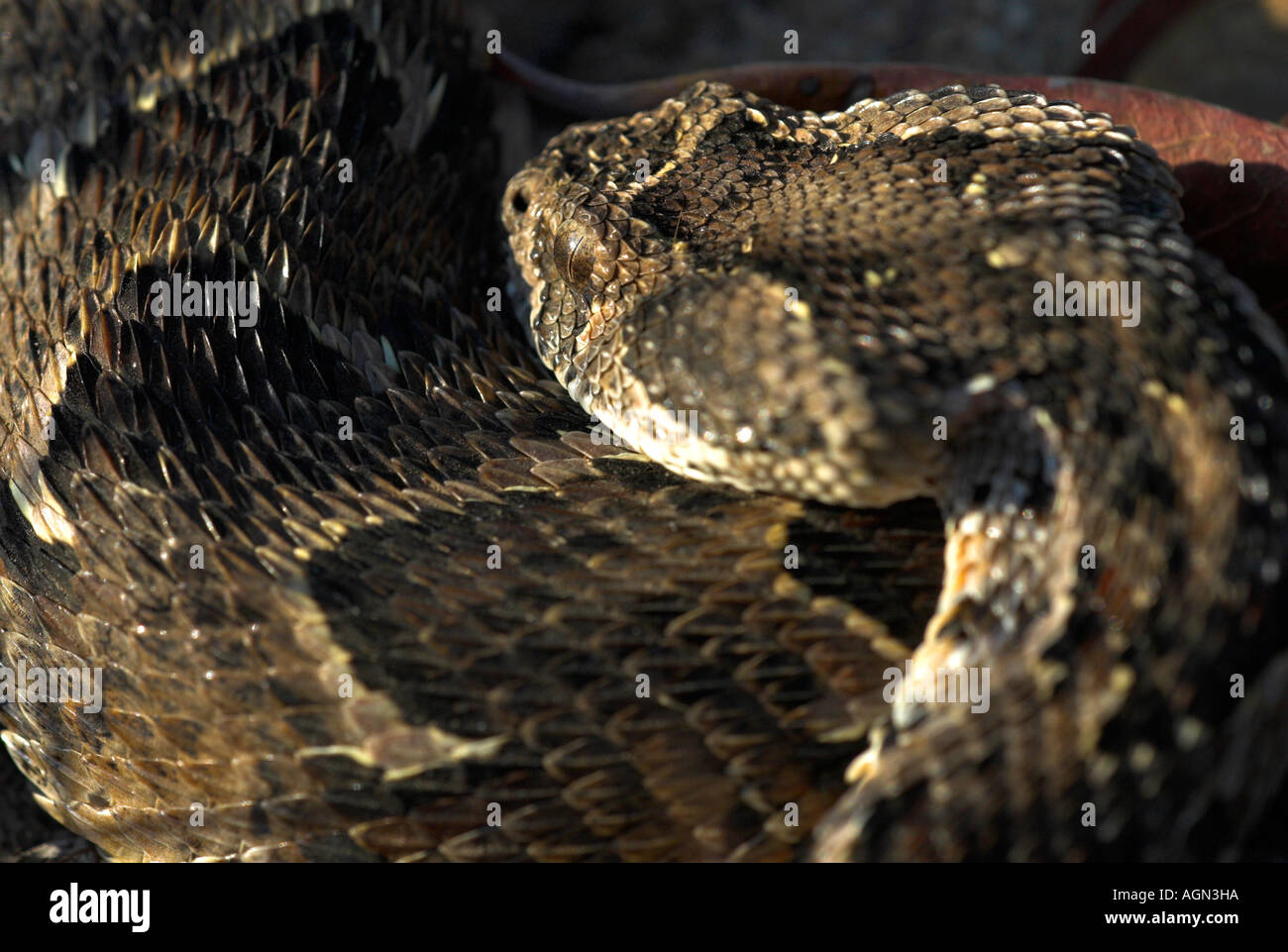 Snake fangs front hi-res stock photography and images - Alamy