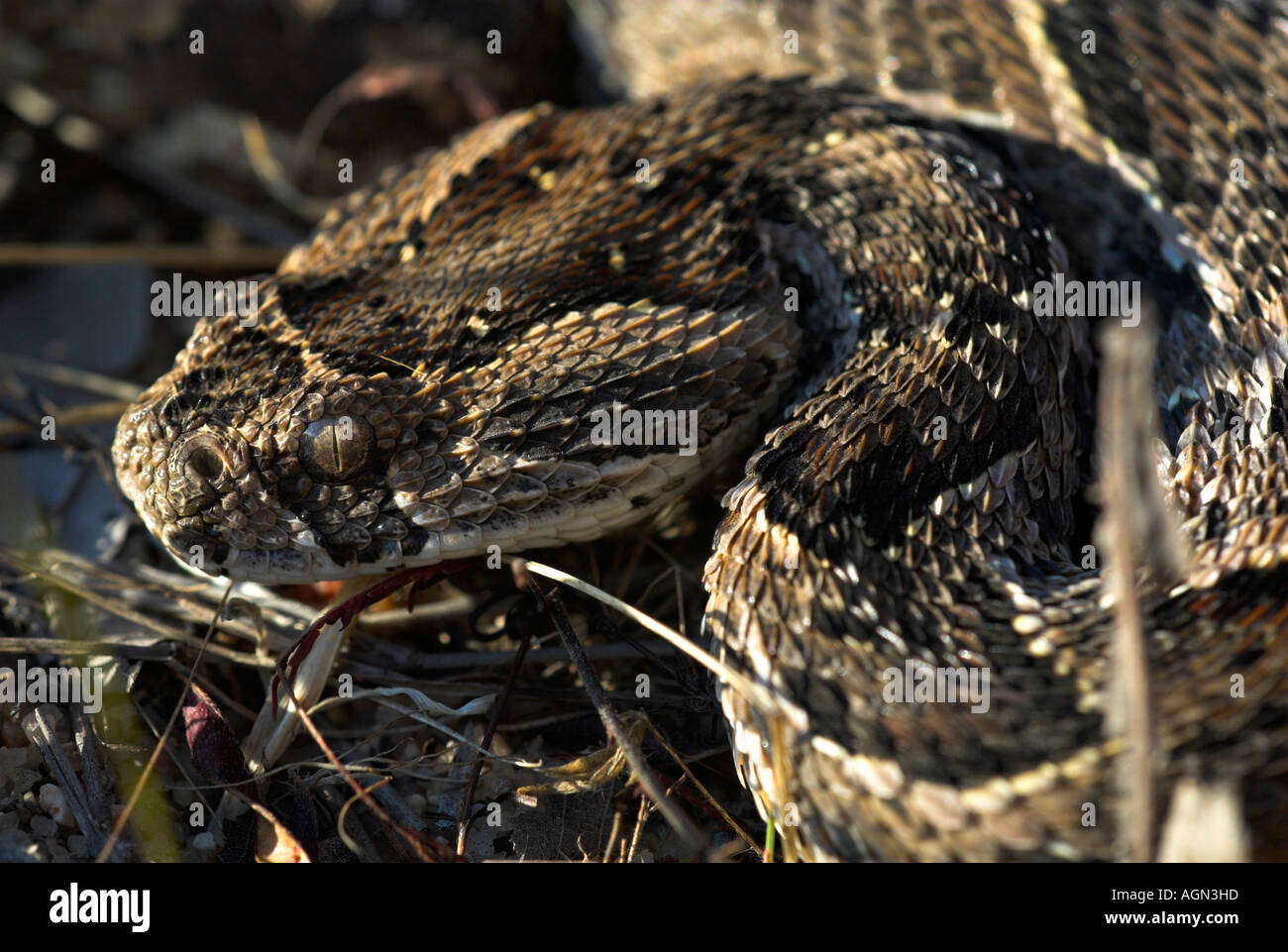 Puff adder bite hi-res stock photography and images - Alamy
