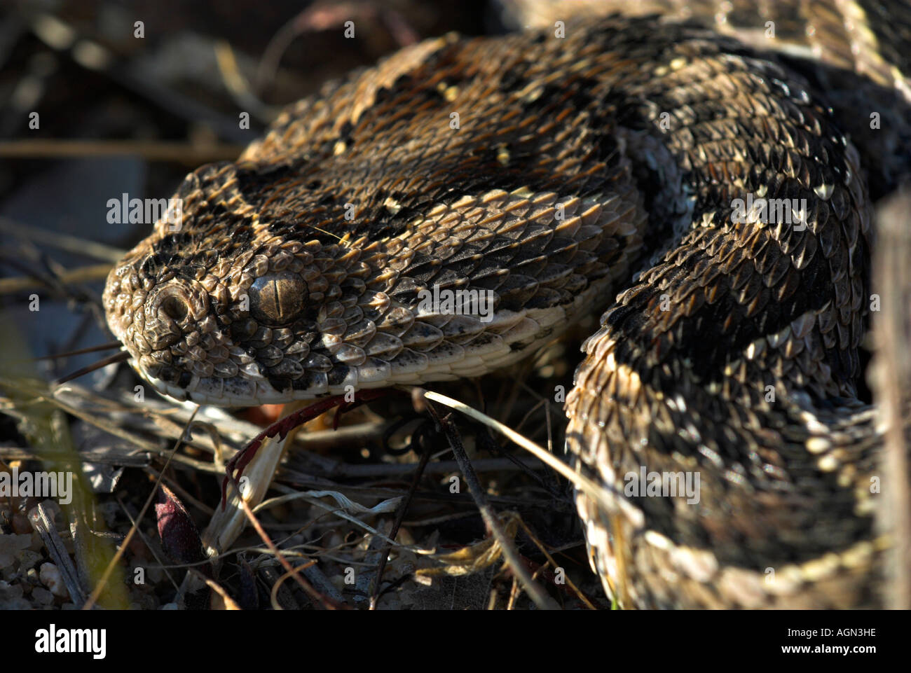 Snake fangs front hi-res stock photography and images - Alamy