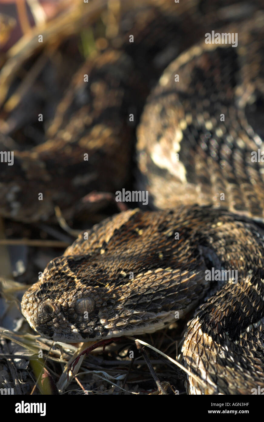 Adder family hi-res stock photography and images - Alamy