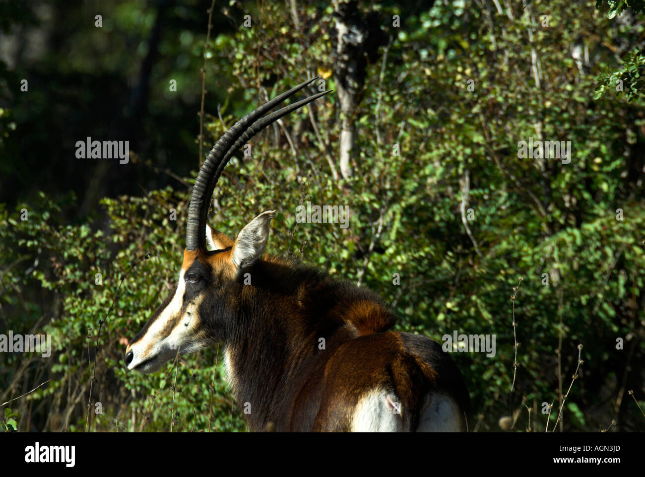 Great sable antelope hi-res stock photography and images - Alamy