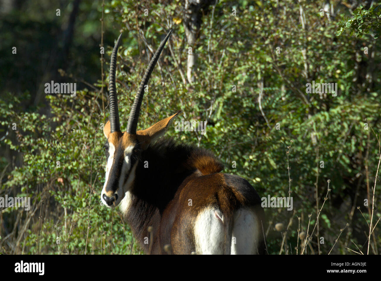 Great sable antelope hi-res stock photography and images - Alamy