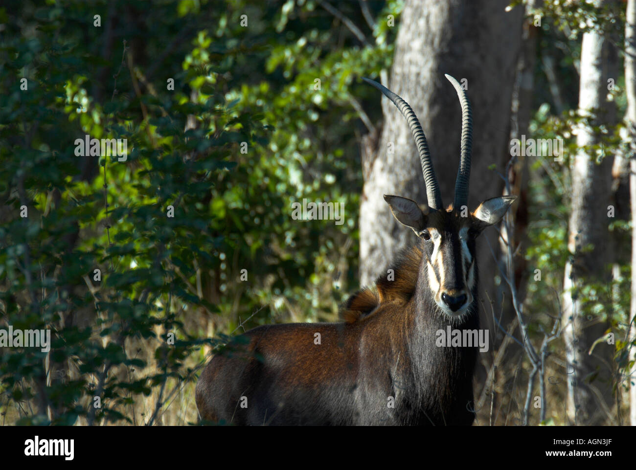 Great sable antelope hi-res stock photography and images - Alamy
