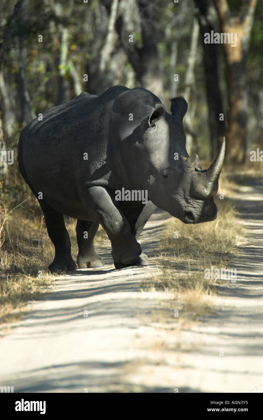 Rhino road block hi-res stock photography and images - Alamy