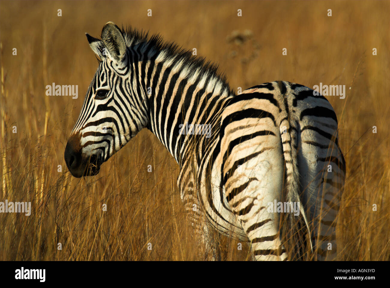 Zebra from behind hi-res stock photography and images - Alamy