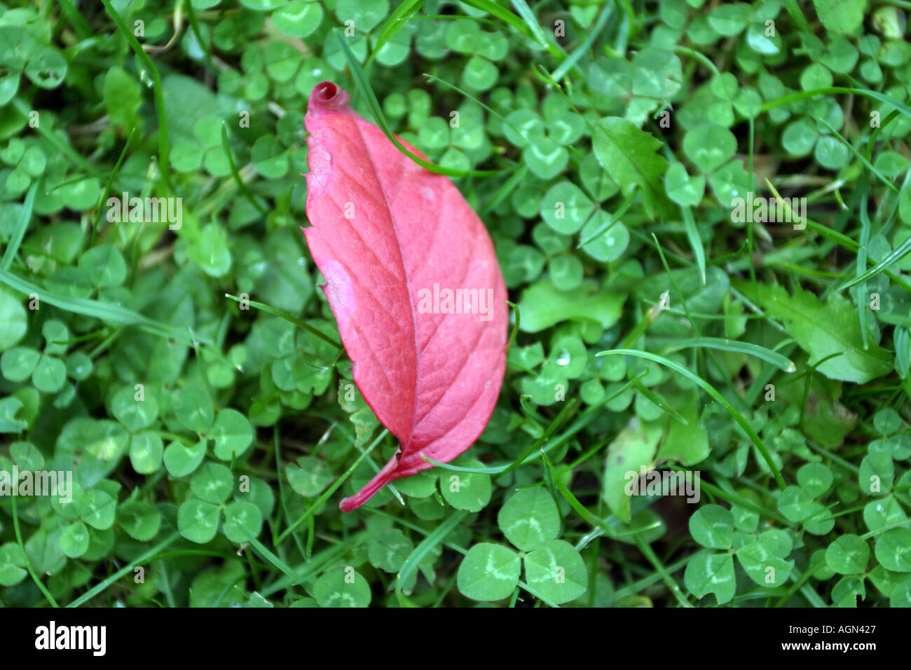 Red leaf on the green grass Stock Photo - Alamy
