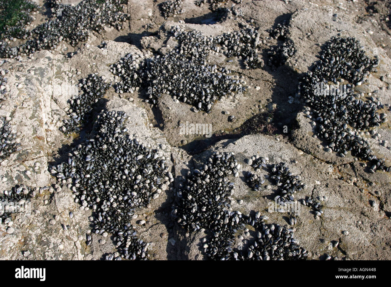 Shellfish Growing On Rocks High Resolution Stock Photography and Images ...