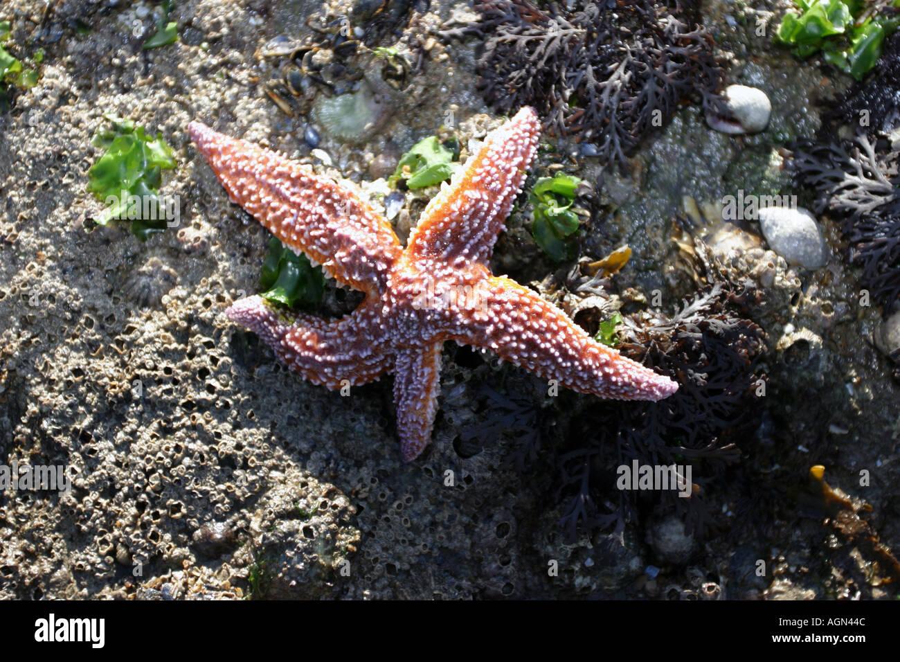 Human hands holding starfish hi-res stock photography and images - Alamy